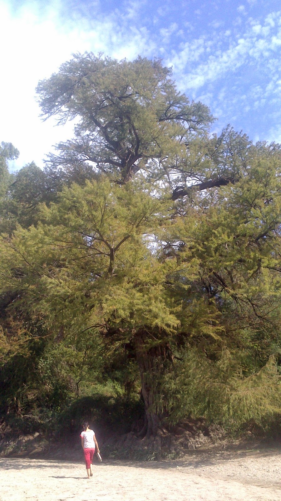 conociendo "Gerocoa pueblo mágico" : el sabino un tipo de planta muy ...